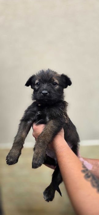 Metis Malinois femele Piteasca • OLX.ro