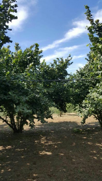 Nuc chandler.Aluni soiuri.catina,afin.soc.Stalpi zincati.Migdal.Visin ...