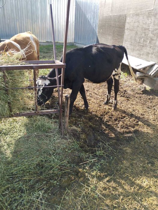 Vand 2 vitei detalii la nr de telefon Tibucanii de Jos • OLX.ro
