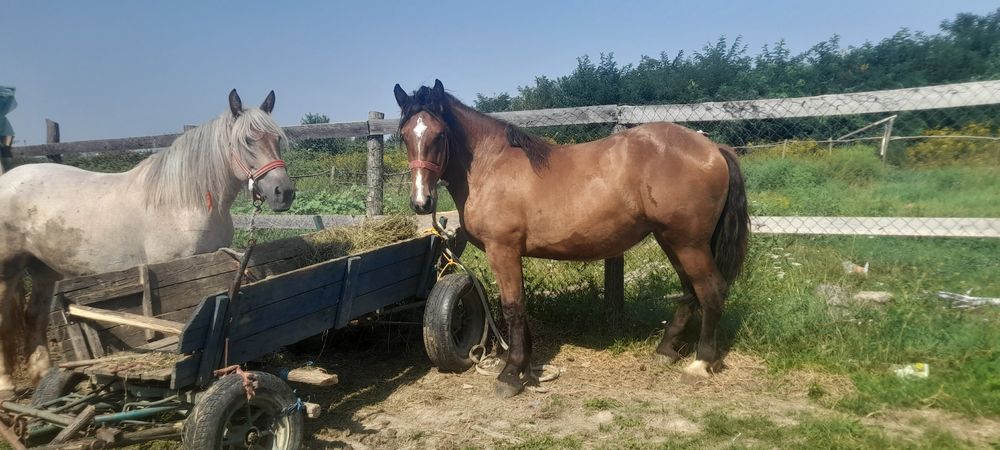 Vând ipa și maza Fonau • OLX.ro