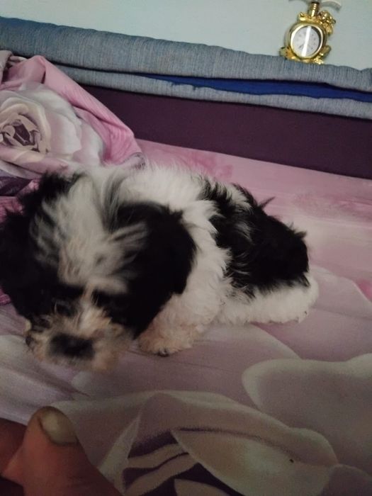 Donez catelusi shih tzu Braila • OLX.ro