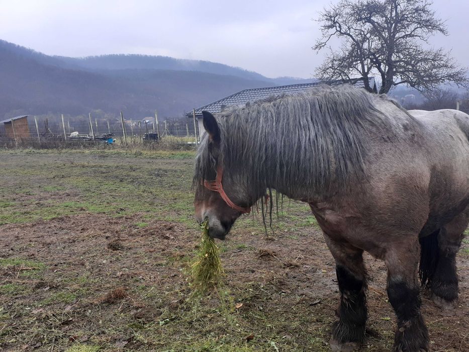De vanzare manz belgian. Zalau • OLX.ro
