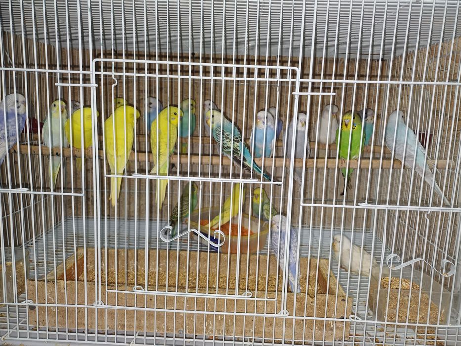 Papagalii Perusii Puisorii Blanzii.. Braila • OLX.ro