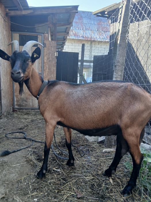 Capra alpina franceza Carstieni • OLX.ro