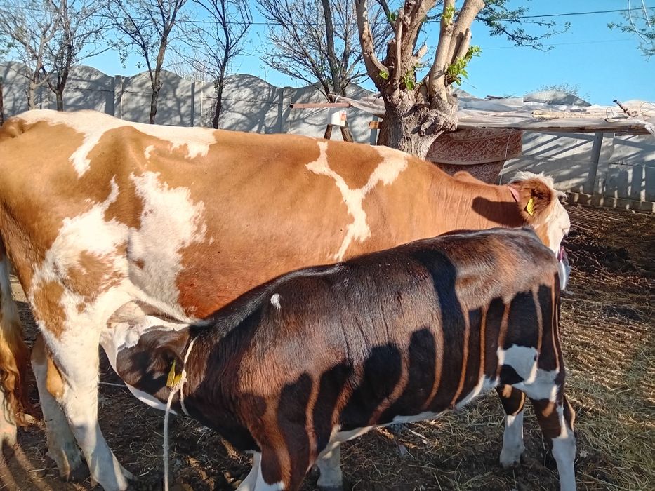 Vaca prima fatare cu vitea de 4.5 luni Caraula • OLX.ro