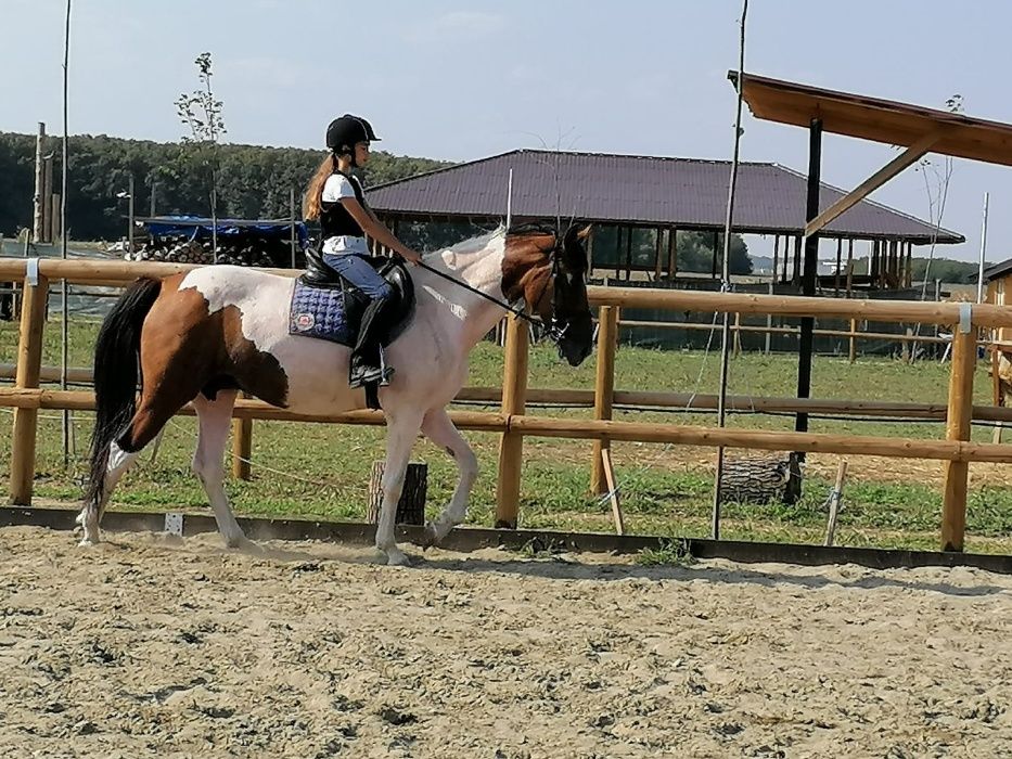 Echitatie Bucuresti la HOBBY LAND Ranch. Ganeasa • OLX.ro