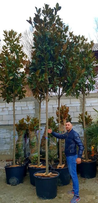 Vindem magnolia grandiflora tip tufa și copac Galati • OLX.ro