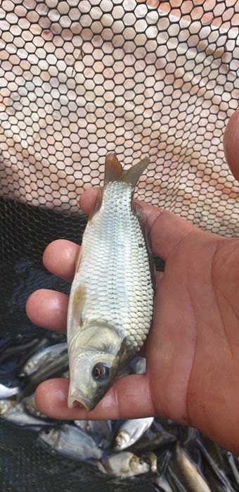 Peste : Crap romanesc , cteno , ( amur ) , salonta , fitofag , novac ...