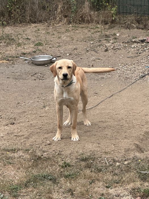 Donez pui de labrador in varsta de 7 luni Horezu • OLX.ro