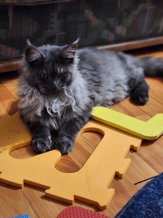 Pisoi Maine Coon fenomenali Lipanesti • OLX.ro