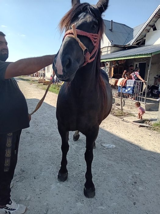 Iapa de 6 ani de vânzare Somcuta Mare • OLX.ro