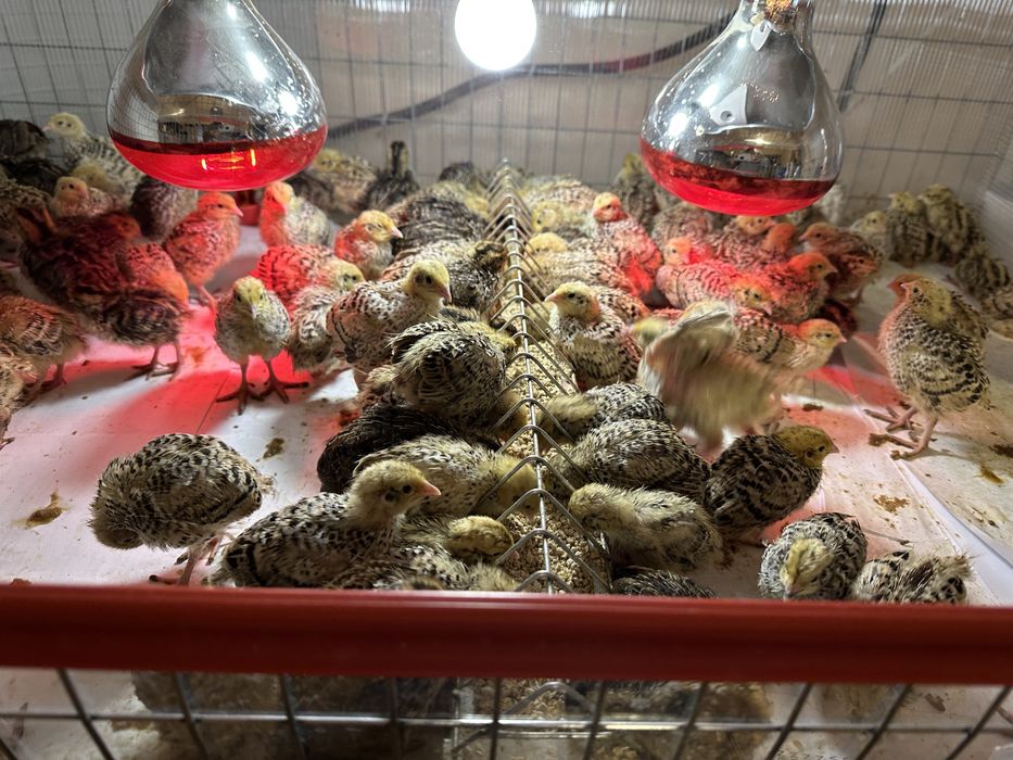 Oua Prepelite pui Custi capcane maternitati Pitesti • OLX.ro