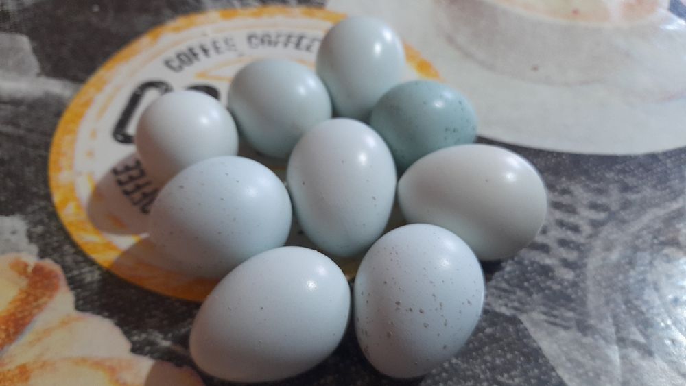 Prepelite Celadon au 6săptămâni (fac oua albastre) Baicoi • OLX.ro