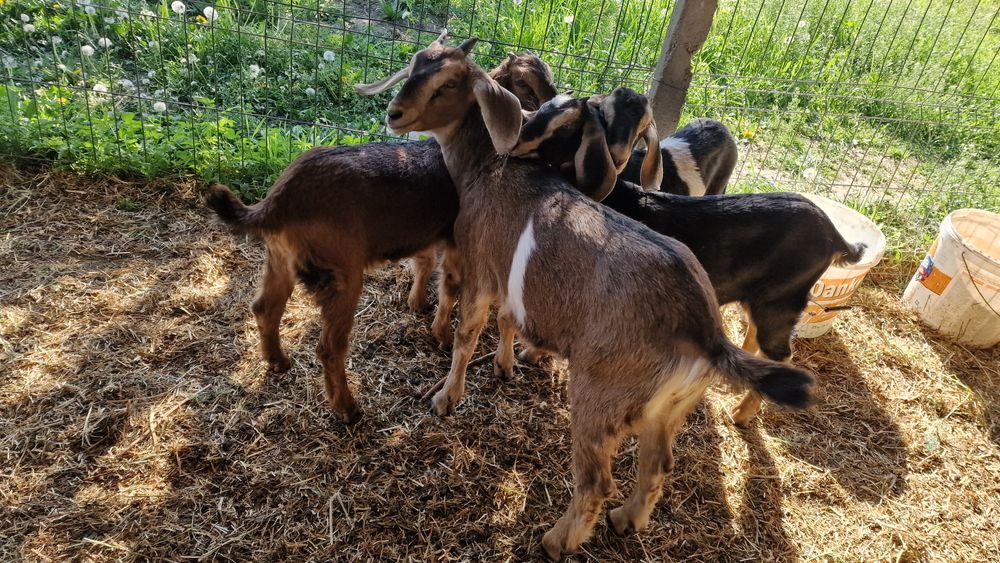 Ieduțe anglonubiene originale Ramnicu Sarat • OLX.ro