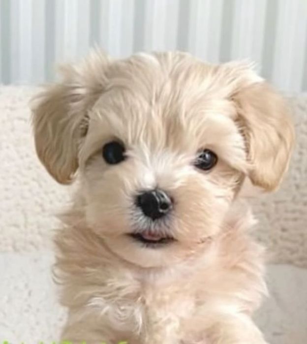Bichon maltez mini toy Bucuresti Sectorul 4 • OLX.ro