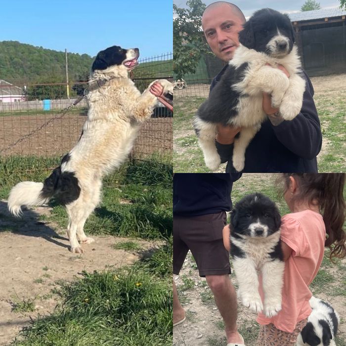 Ciobănesc de bucovina Tescani • OLX.ro