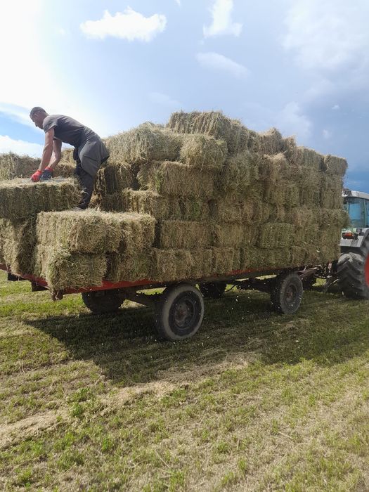 Baloti lucernă 2024 Potigrafu • OLX.ro
