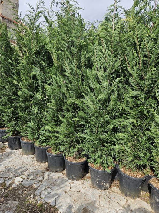 Yuca maslin bonsai eonymous leylandi photinia cedru bonzai Badislava ...