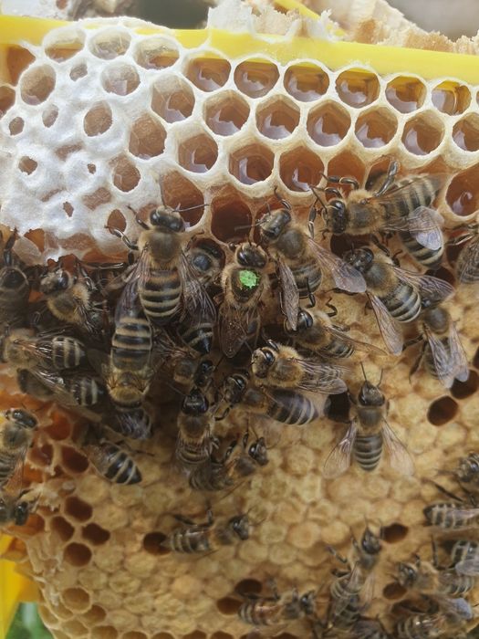 Matci Imperecheate,Regine,Roi ,Stupina de multiplicare autorizata ...