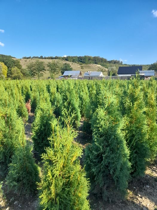 Tuia columnaris,smaragd Bacau • OLX.ro