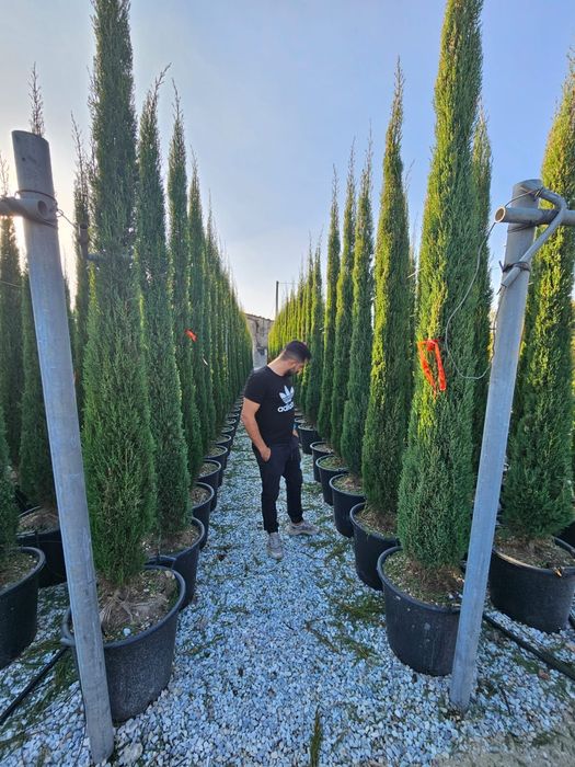 Cupressus Leylandii, gold rider, verde,sempervirens,gard viu, chiparos ...