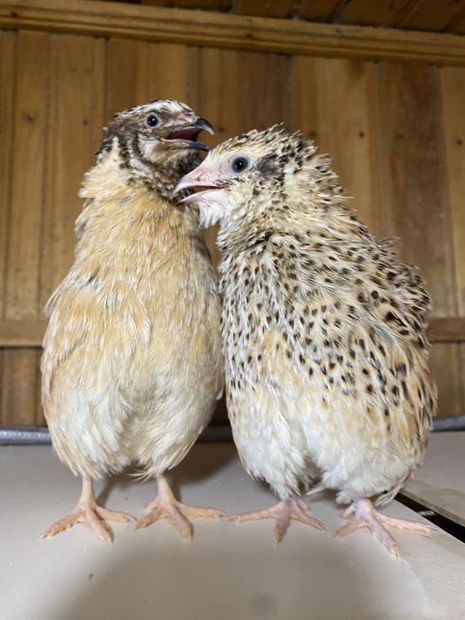 Prepelite carcasa carne, pui si oua de incubat sau consum Jumbo ...