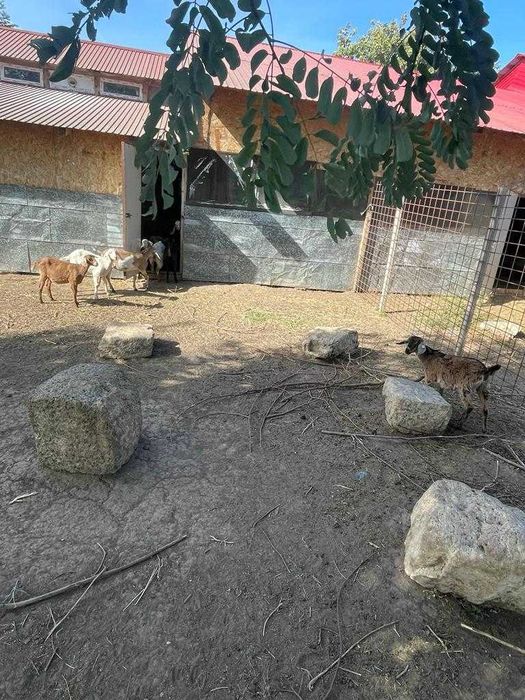 Vand capre boier/iedute/capre anglo-nubiene/metis si carpatin/iedute ...