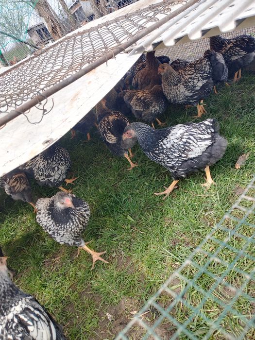 Pui de wiandote Argintiu Negru Bordurat de 3luni Nuseni • OLX.ro