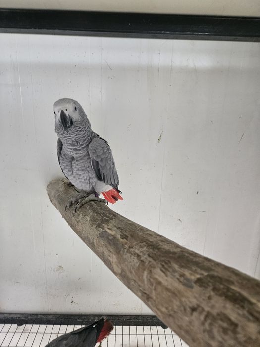 Papagal jako african grey Aiudul de Sus • OLX.ro