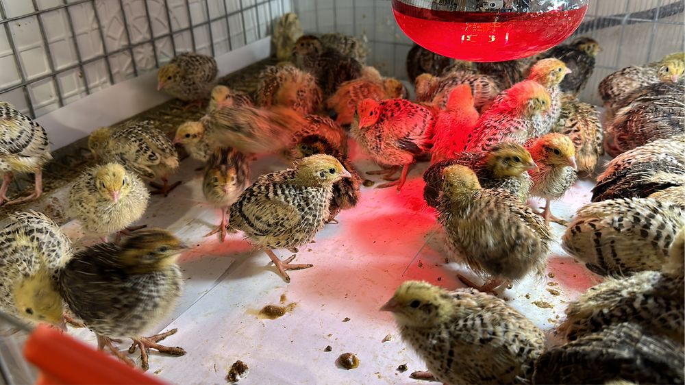 Oua Prepelite pui Custi capcane maternitati Pitesti • OLX.ro