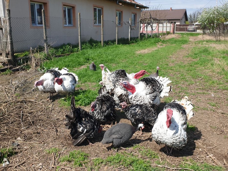 Curcani de țară tineri Ciocanesti • OLX.ro