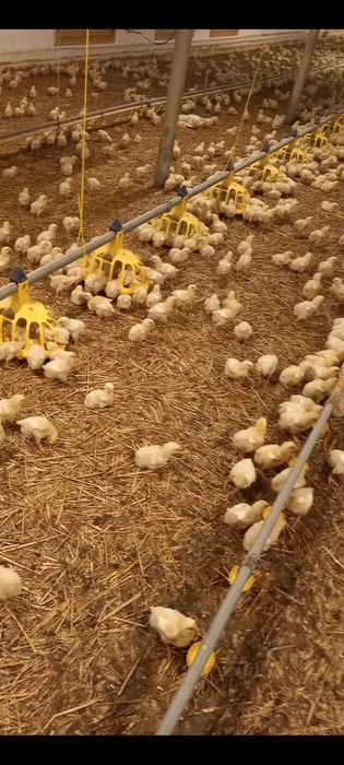 Ferma pui de carne si abator pasari Macin • OLX.ro