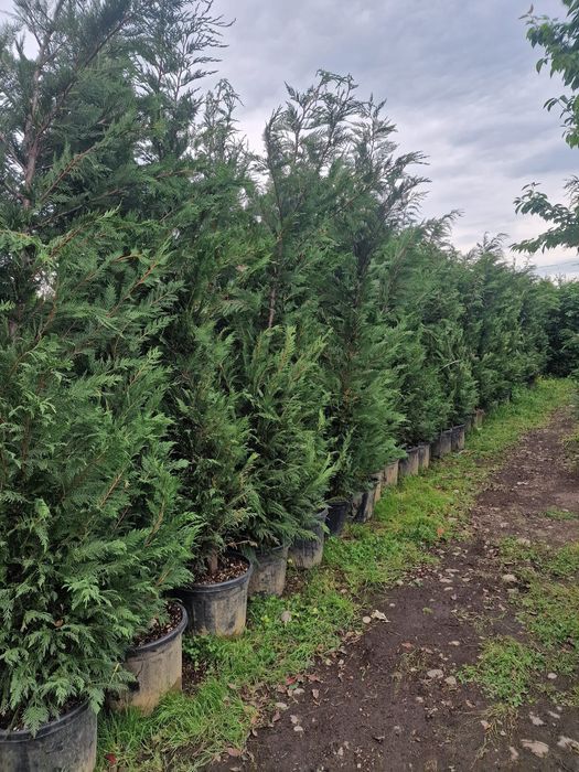 Chiparos leilandi de dimensiuni mari și mici preturi în funcție de înă ...