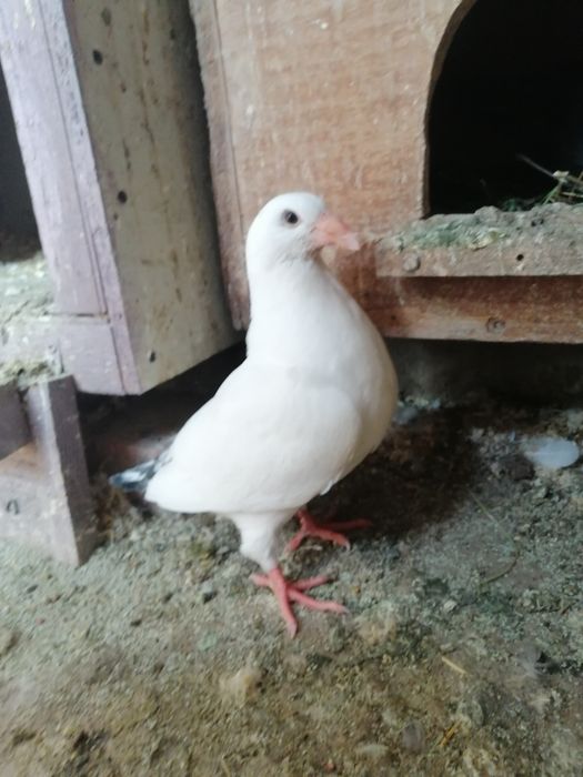 Porumbei americani, agh Galati • OLX.ro