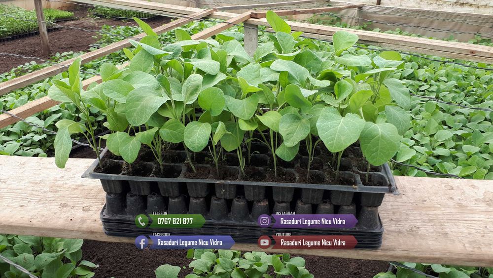 Rasaduri legume : Rasad de rosii ardei castraveti vinete salata varza ...