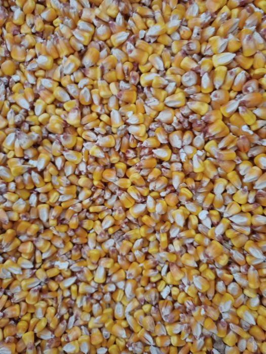 Vând porumb. Ofer transport în zona pt cantități de 3-5t sau 20t Rupea • OLX.ro