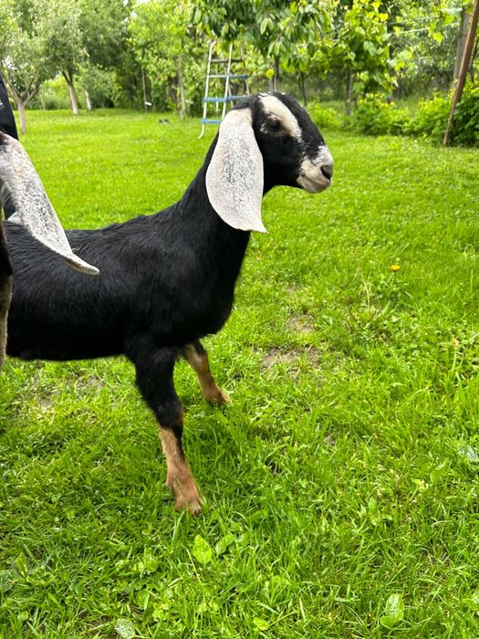 Iedute tapi si capre Anglo nubian Boita • OLX.ro