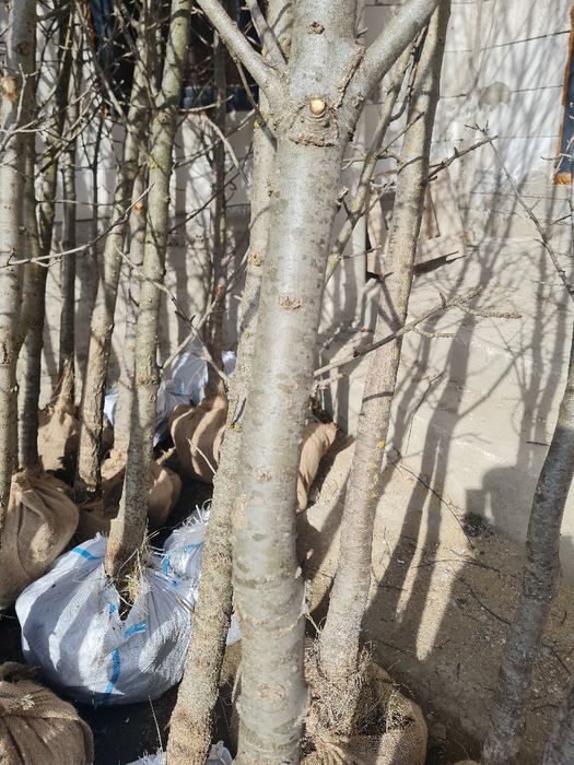 Frasini Calitate extra Pitesti • OLX.ro