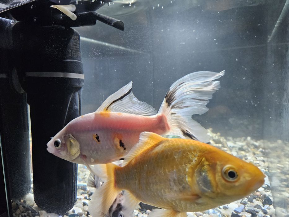 Acvariu AQUALE de 60l complet si cu pesti Pitesti • OLX.ro