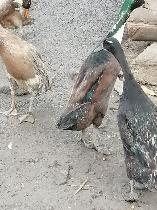 Oua rata indiene alergatoare Iasi • OLX.ro