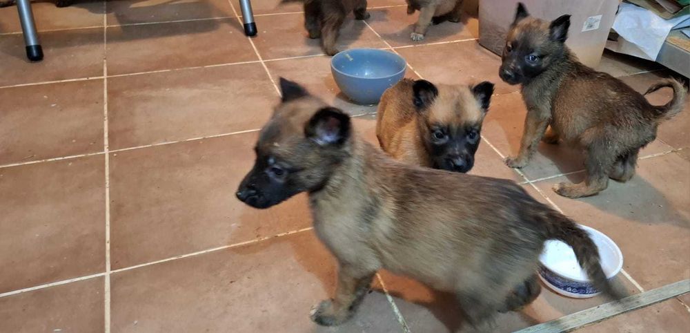 Pui ciobănesc belgian malinois Baia Mare • OLX.ro