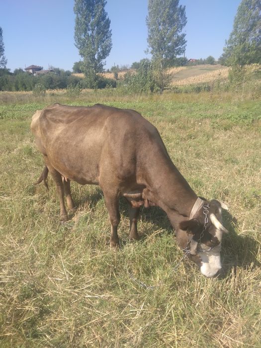 Vaca de vânzare Baltata Romaneasca Preajba de Jos • OLX.ro