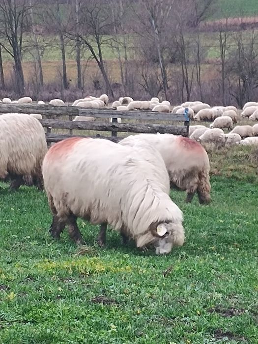 Vand oi bale cele cu roșu Coseriu • OLX.ro