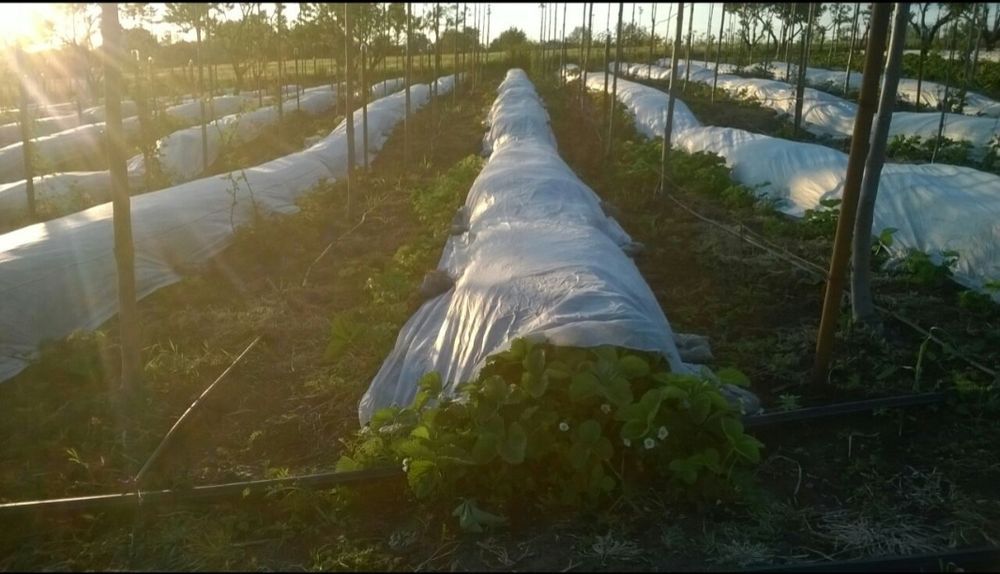 Capsuni Stoloni A+ Alba Iulia • OLX.ro