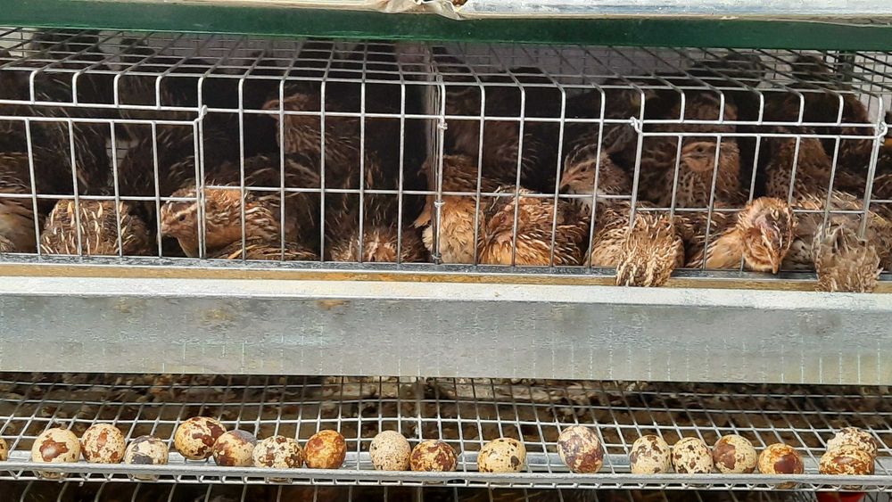 Prepelite tineret japoneze, white (de carne) de la 1 zi- 7 saptamani ...