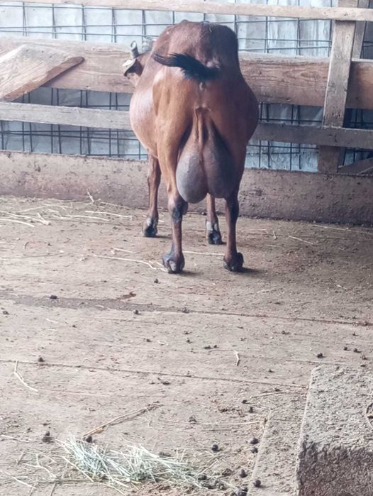 Capre Anglo Nubiene si Alpine Franceze Burlesti • OLX.ro