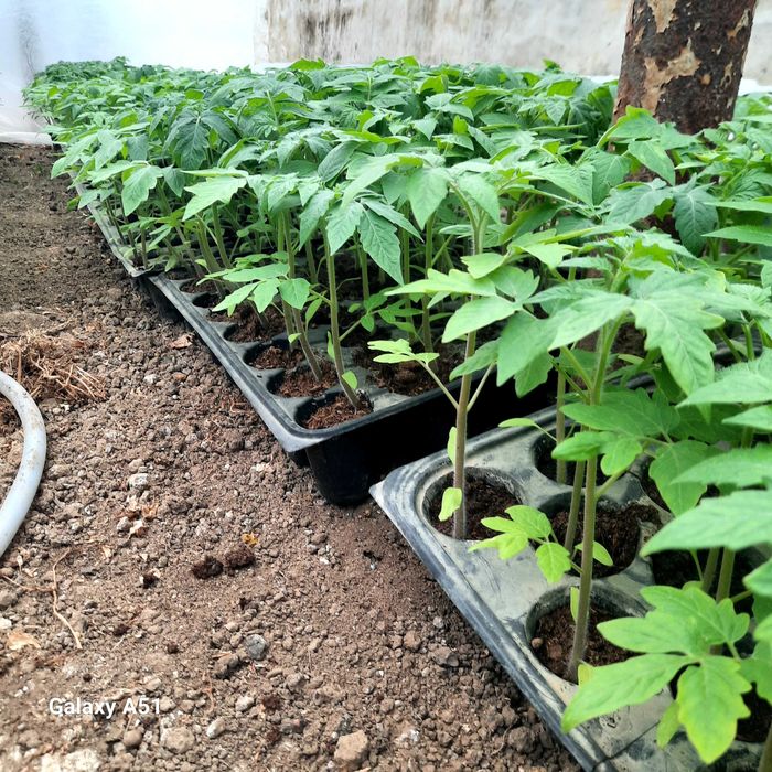 Rasaduri tomate Rila F1 si Prekos F1 Draganu • OLX.ro