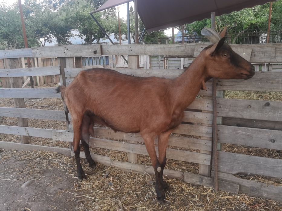 Capră alpin francez, în vârstă de 3ani, foarte buna de lapte, Boldesti • OLX.ro