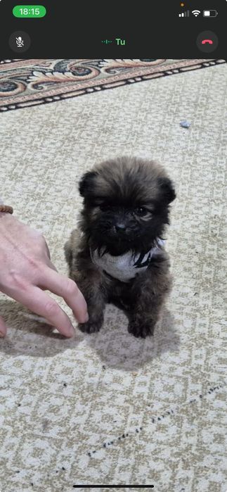 Cățeluș mic spre adoptie Constanta • OLX.ro