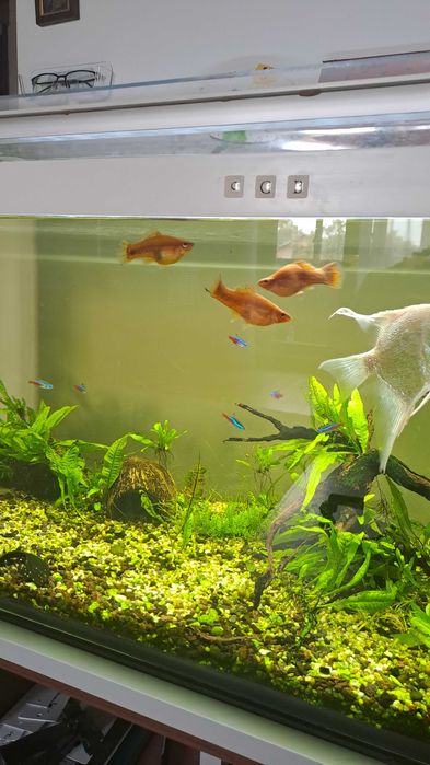 Pesti acvariu . Xifo Voluntari • OLX.ro